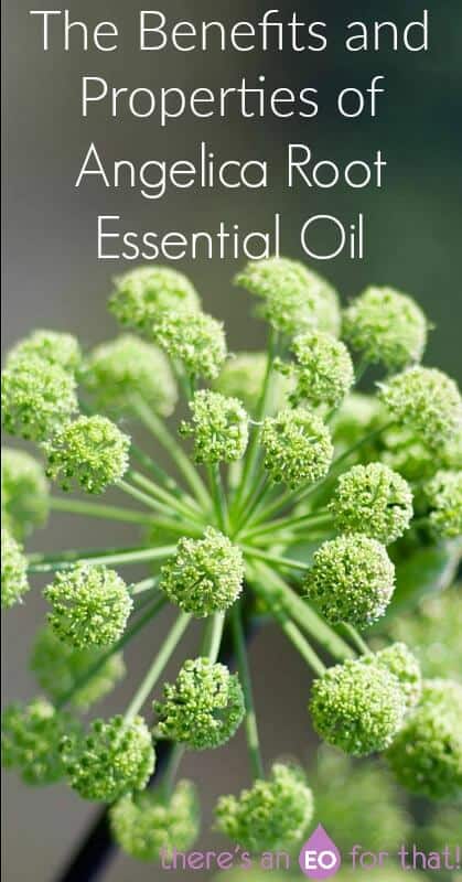 Angelica Root Essential Oil - There's an EO For That!